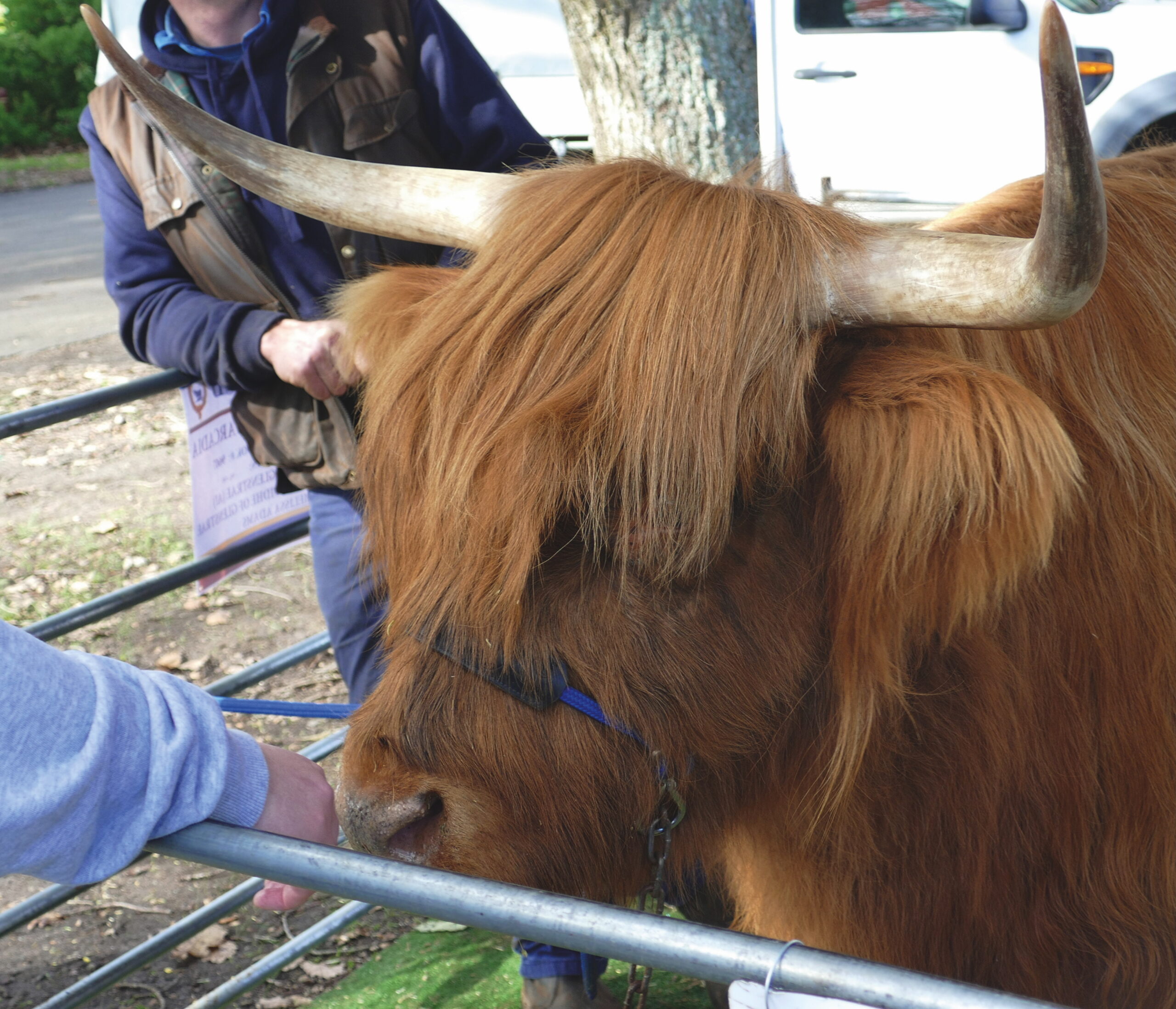 Highland cattle at Traf Farmers’ Market - Traf District News
